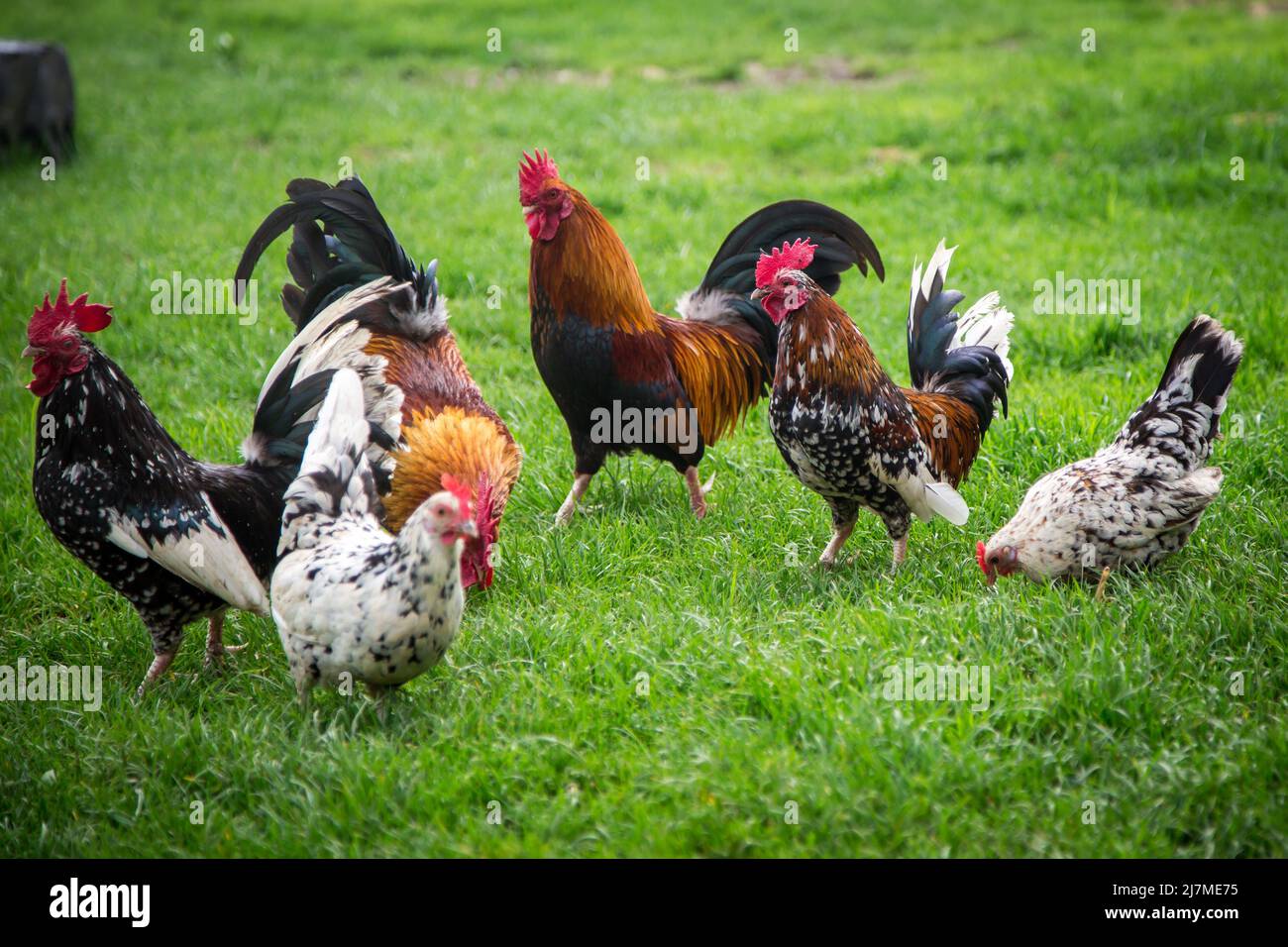 A group of Steinpiperl/ Stoahendl chickens, an old chicken breed from ...