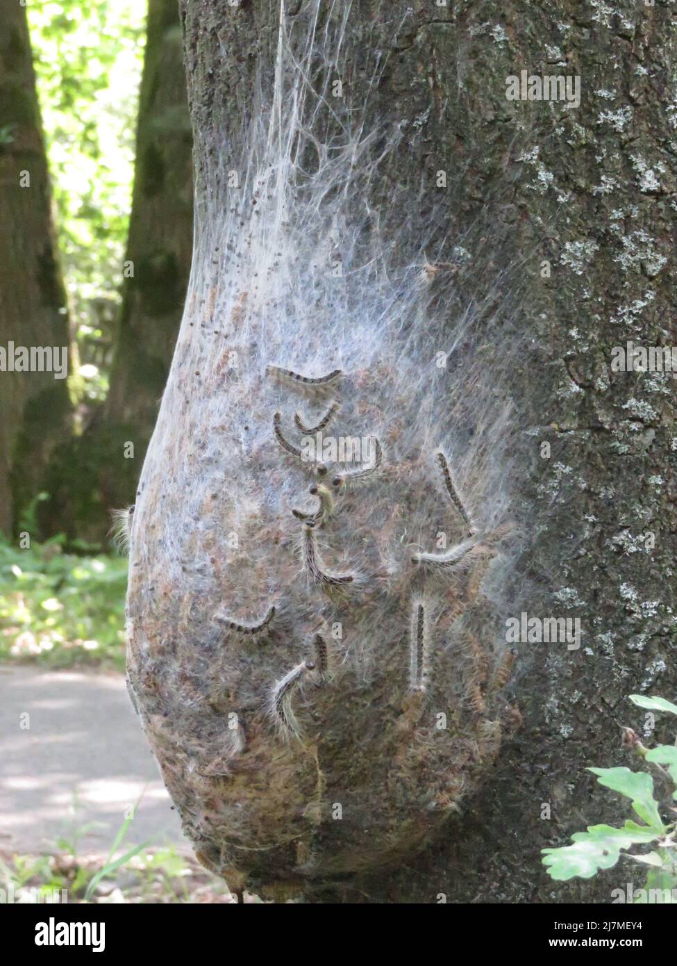 Oak processionary moth caterpillars hi-res stock photography and images ...