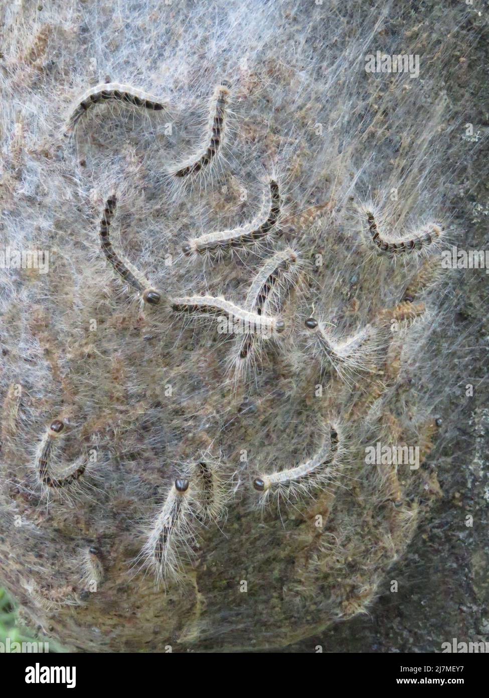 The oak processionary (Thaumetopoea processionea) is a moth whose ...