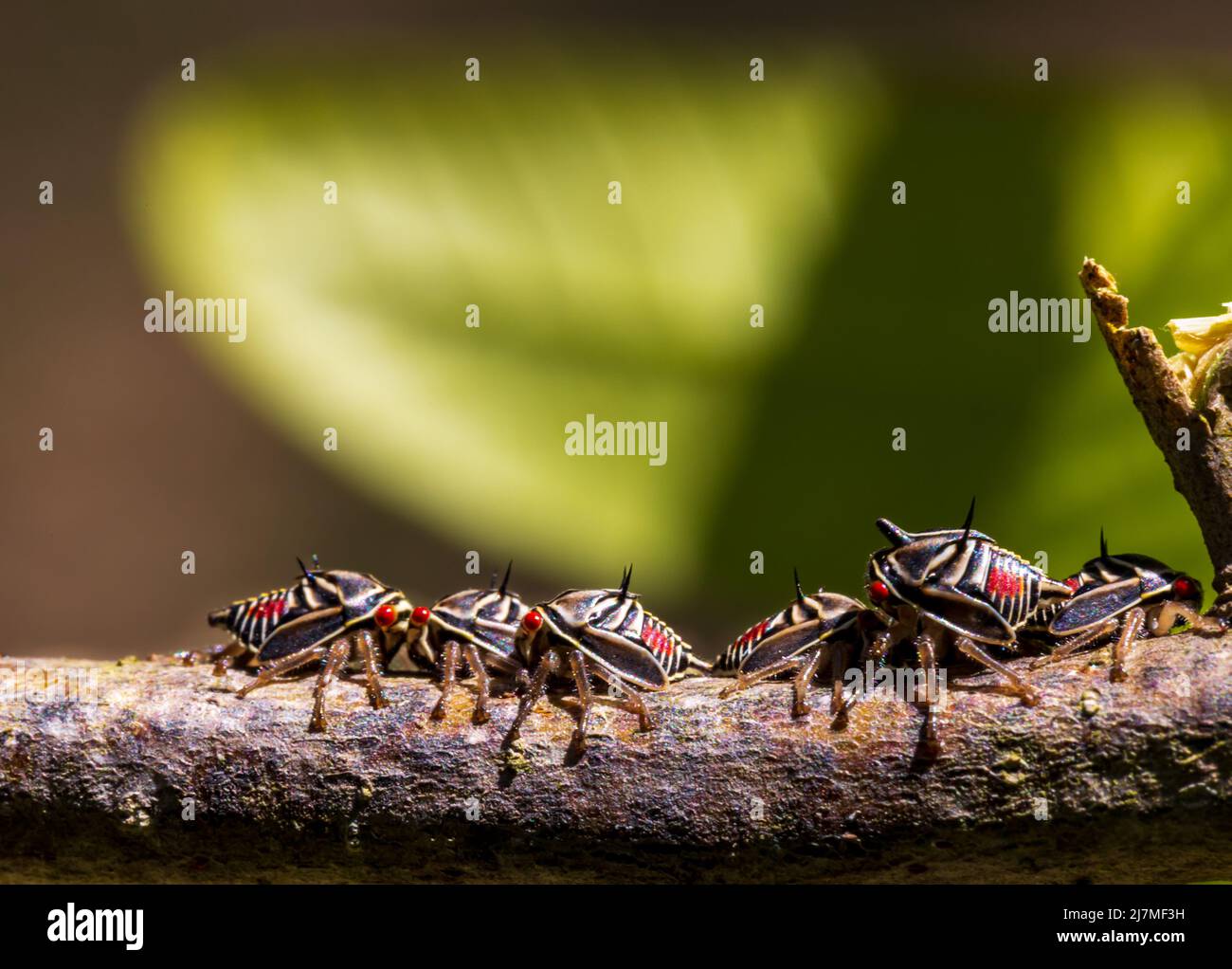 Oak tree nymph hi-res stock photography and images - Alamy