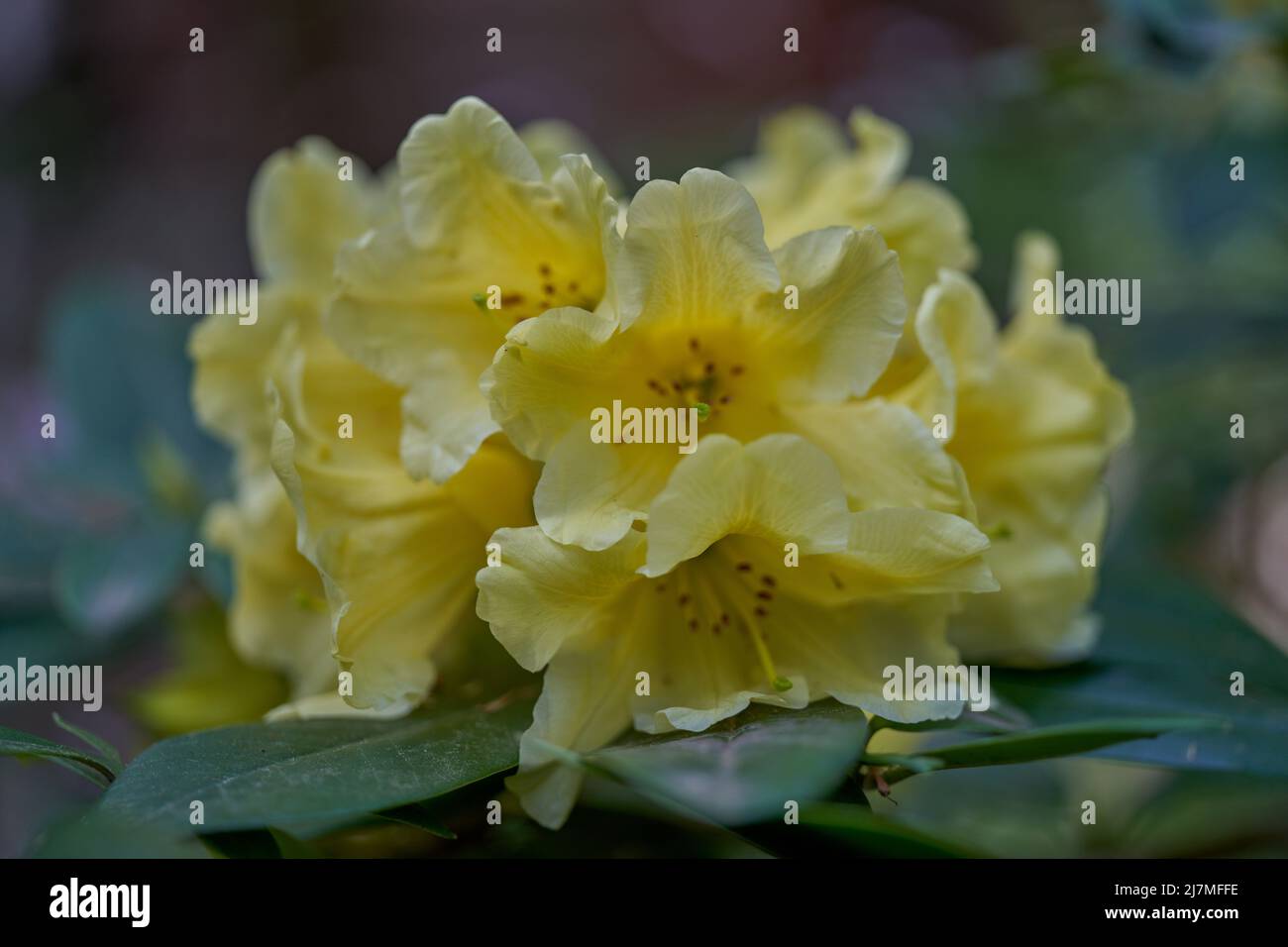 Lush,colorful yellow Rhododendron blossom flowers close up Stock Photo ...