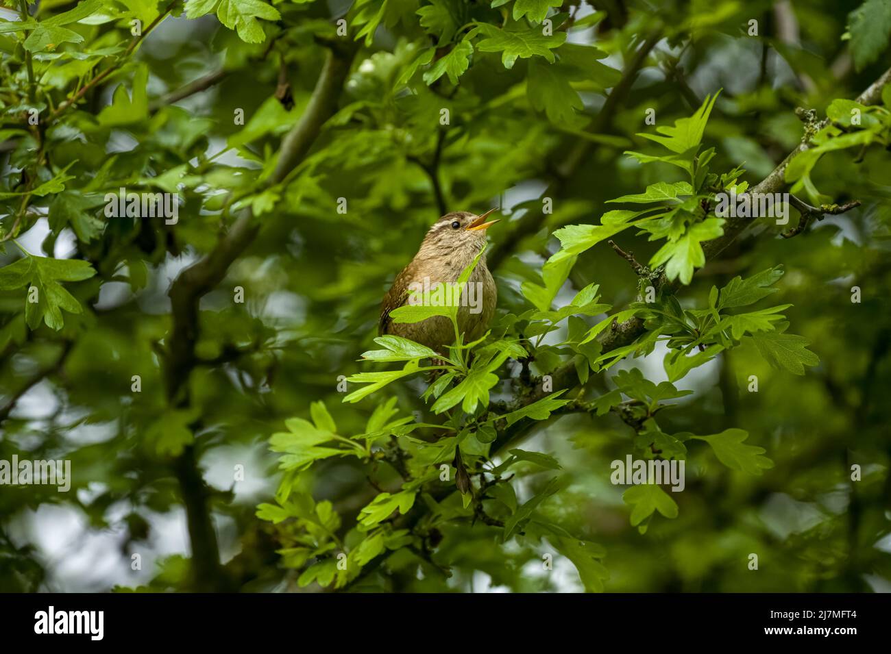 A single passerine house sparrow, Passer domesticus on a perch in the ...