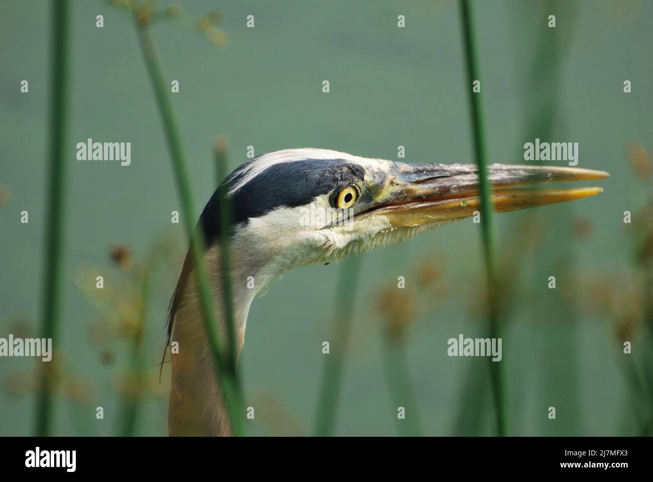 Bird head in profile hi-res stock photography and images - Alamy