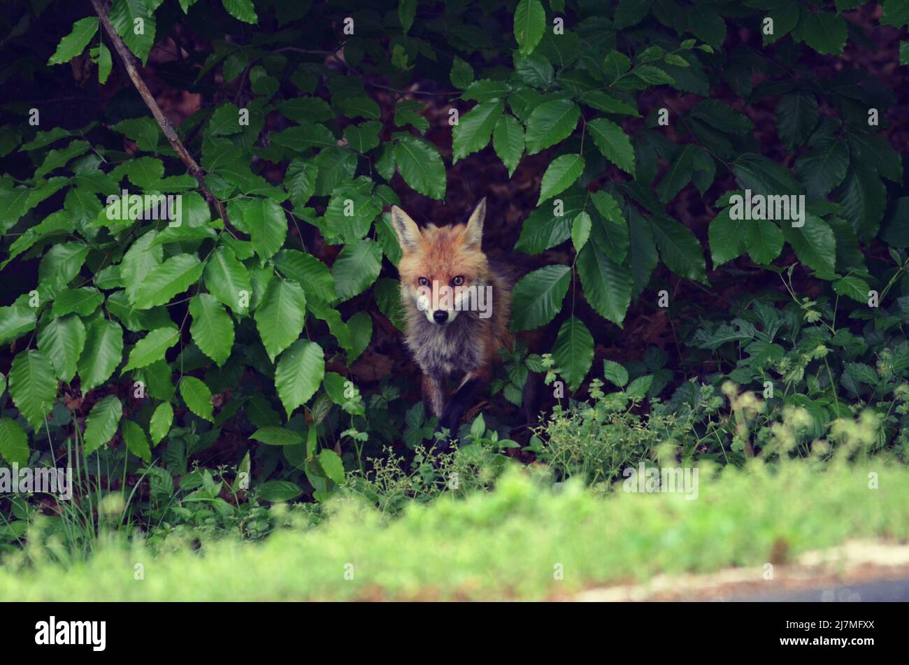 Cute fox tree branches hi-res stock photography and images - Alamy