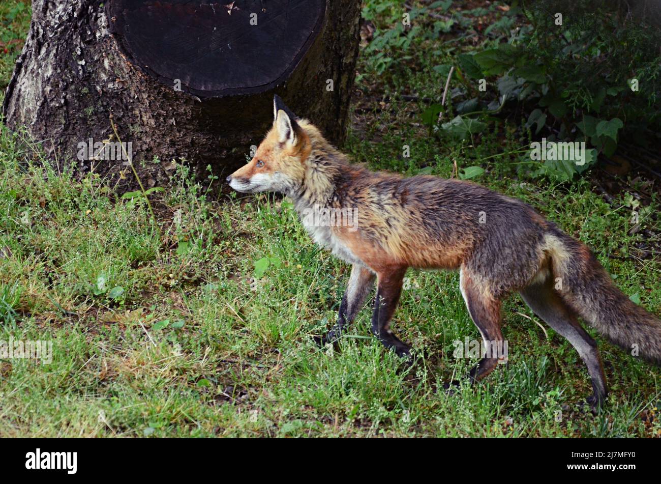 Fox in Suburbs next to a tree trunk and food fence, as it moves around ...