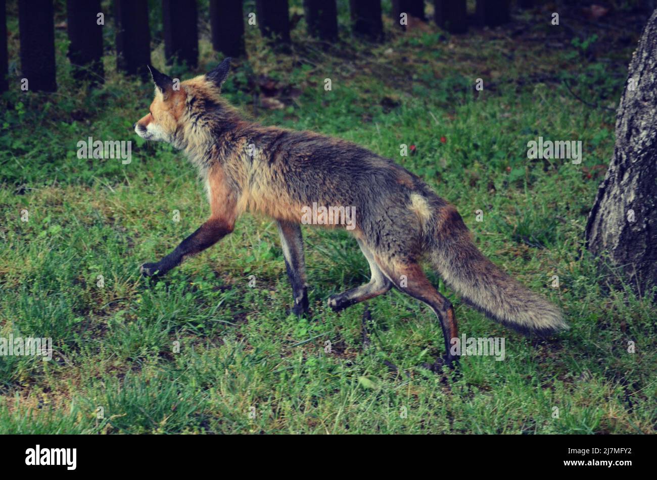 Fox next to tree hi-res stock photography and images - Alamy