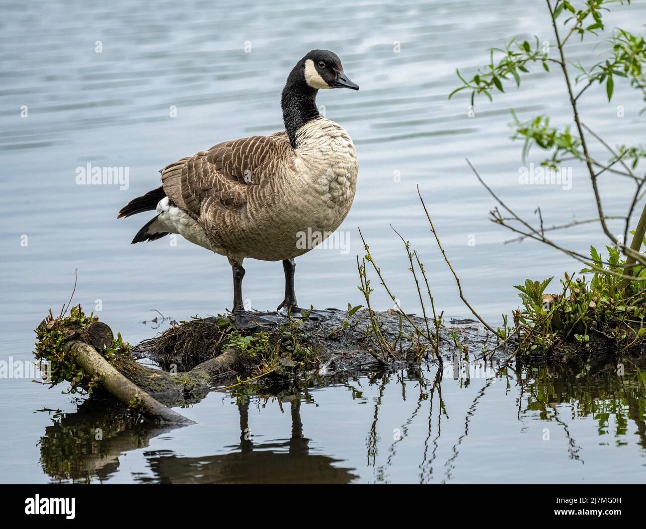 Canada goose standing hi-res stock photography and images - Alamy