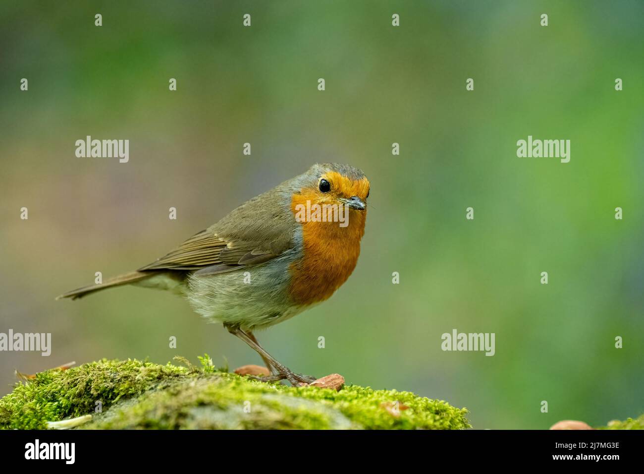 European Robin redbreast, Erithacus rubecula in a natural UK woodland ...