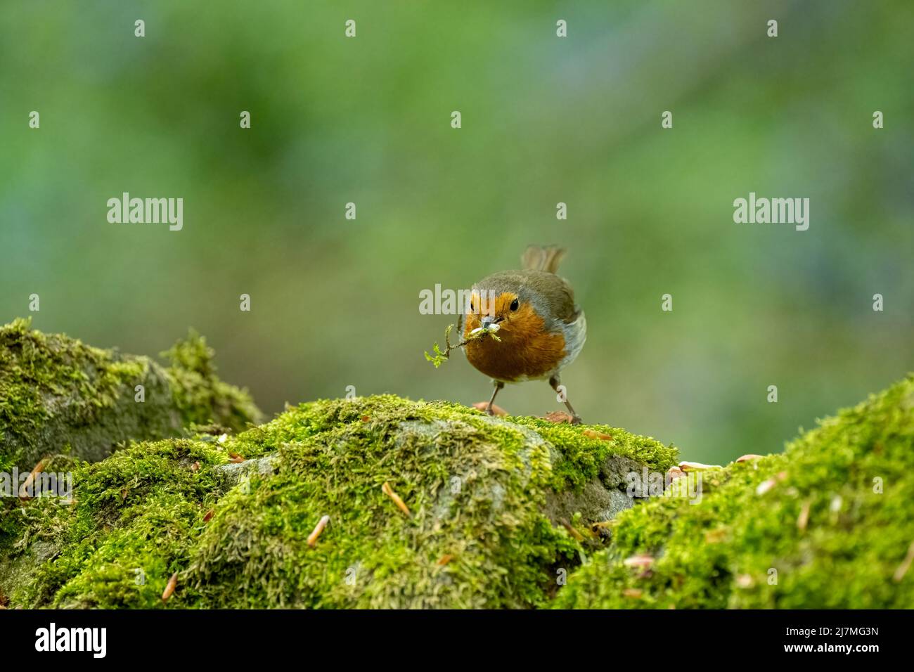 European Robin redbreast, Erithacus rubecula in a natural UK woodland ...