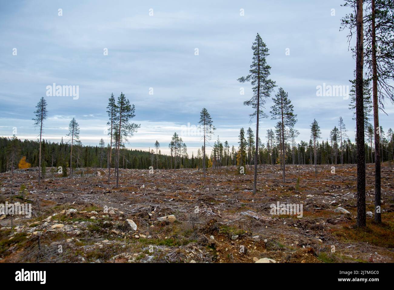 An evening view of a clear-cut area with seed trees in Finnish nature ...