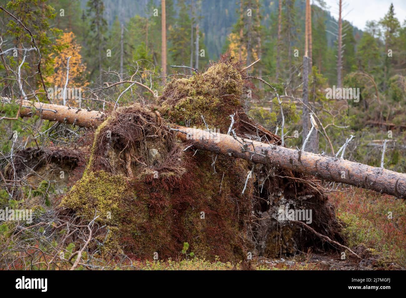 Fallen down pine tree in the forest after a strong storm. Damage to the ...
