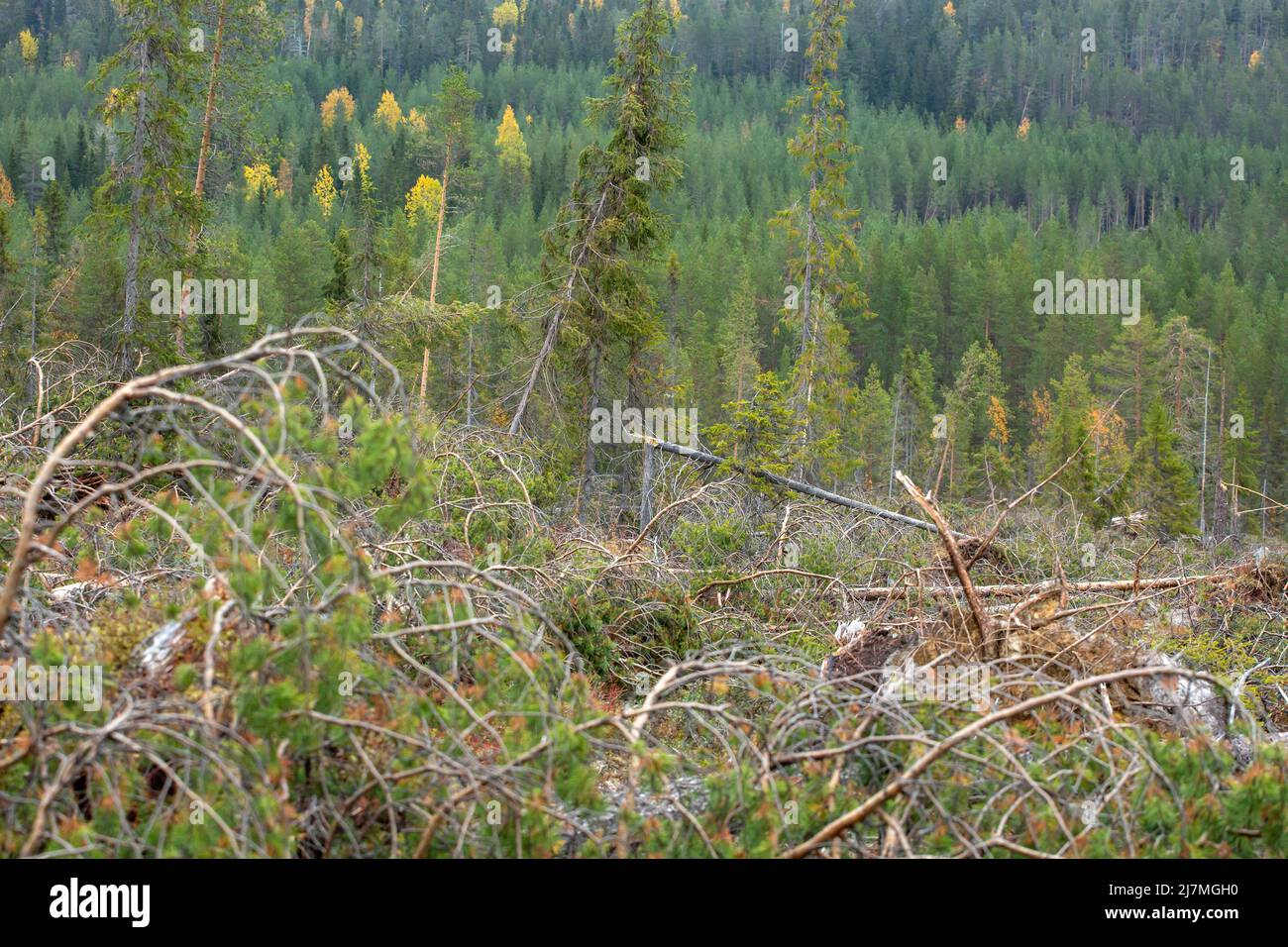 Fallen down trees in the forest after a strong storm. Damage to the ...