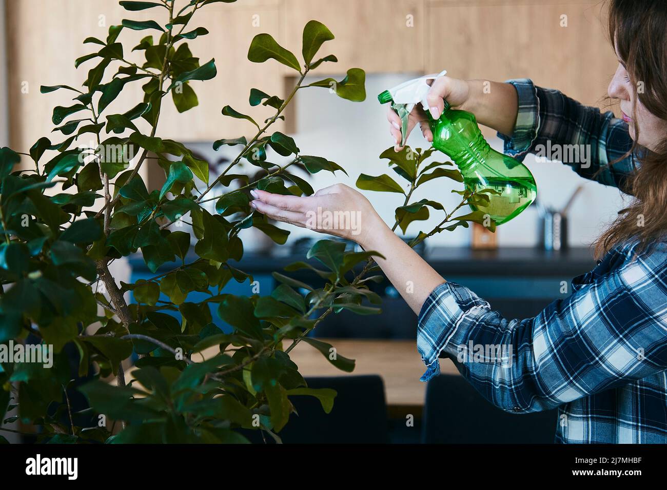 Woman is spraying home plant. Plant inspiring, cozy home garden ...