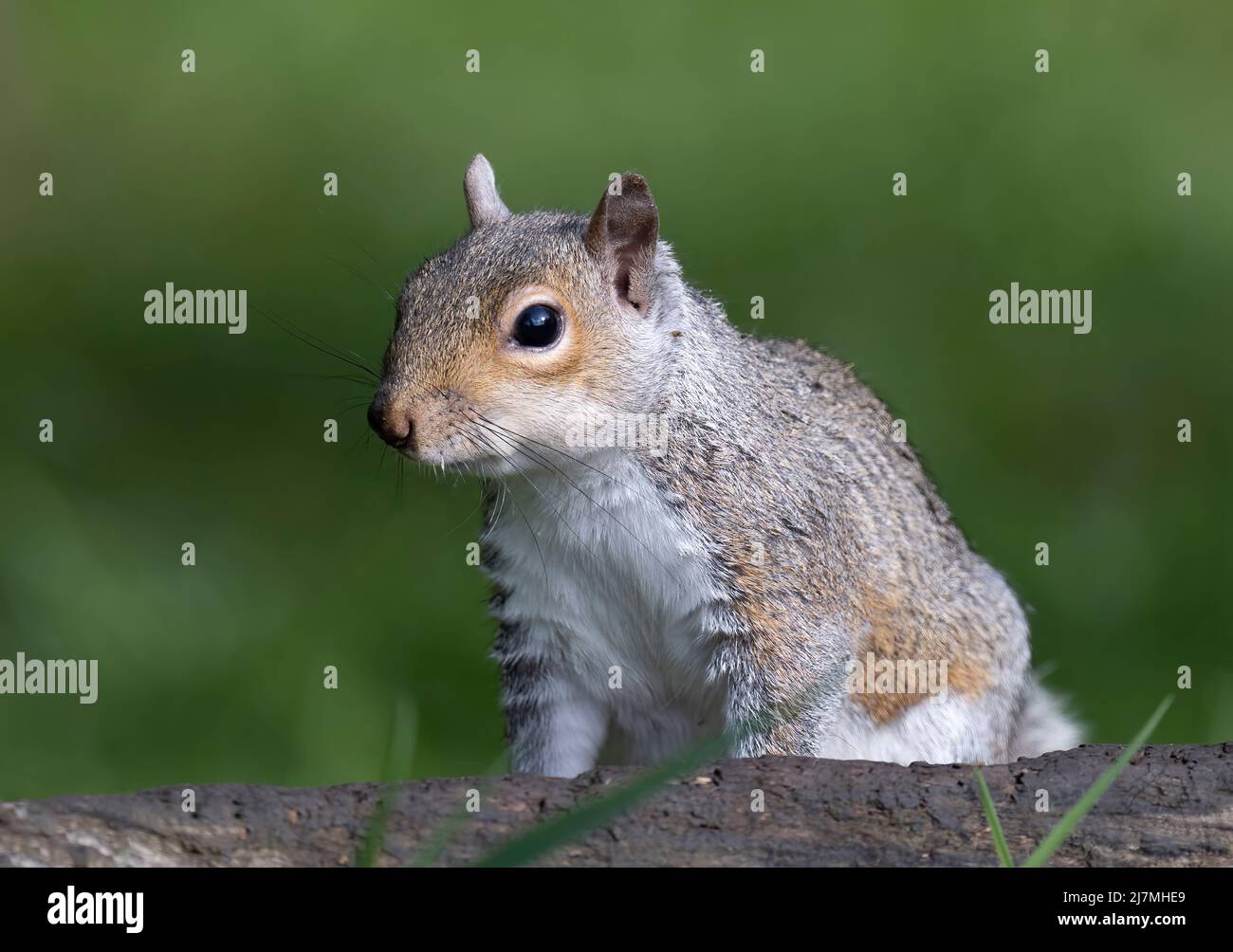 Cute, Grey Squirrel, (Sciurus carolinensis), foraging in woodland. This ...