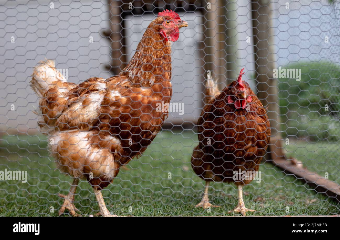 Close-up of brown hens behind mesh cage grazing at poultry farm ...