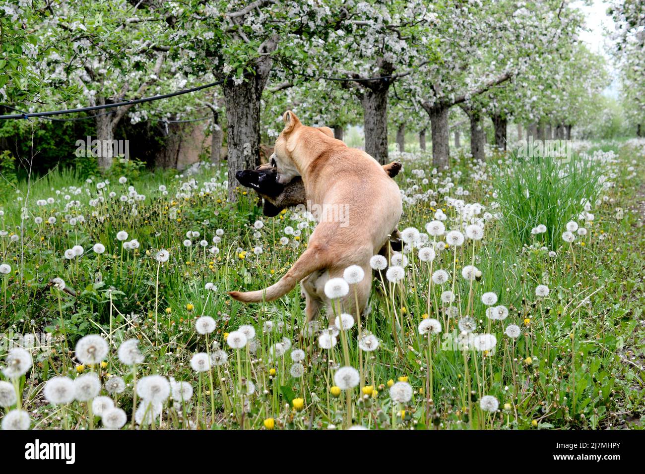 Two dogs playing in nature. Looks like clash or fight Stock Photo - Alamy