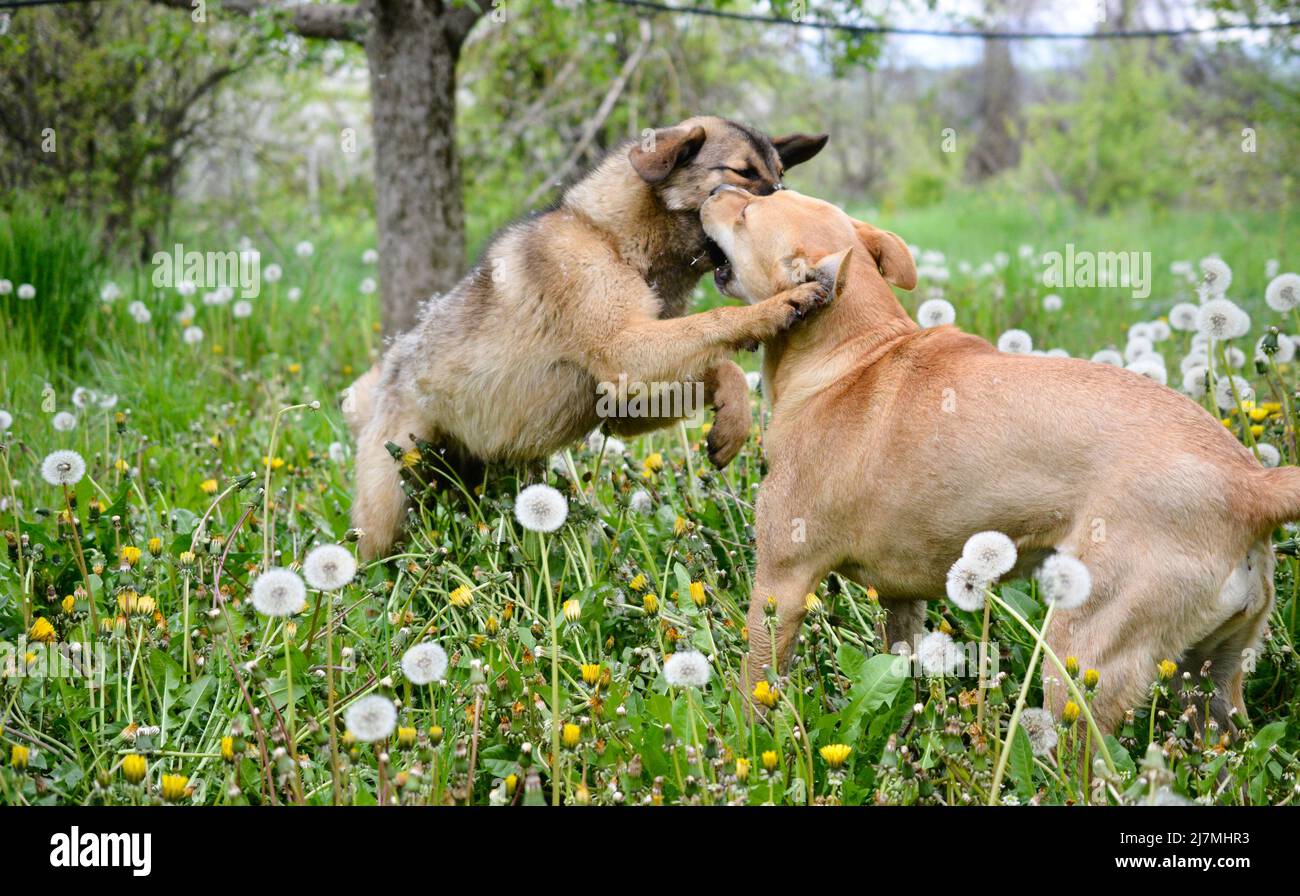 Two dogs playing in nature. Looks like clach Stock Photo - Alamy