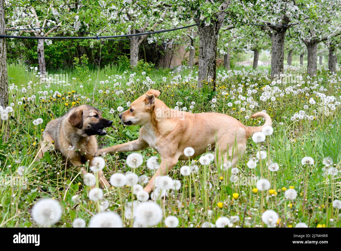 Two dogs playing in nature. Looks like clash or fight Stock Photo - Alamy