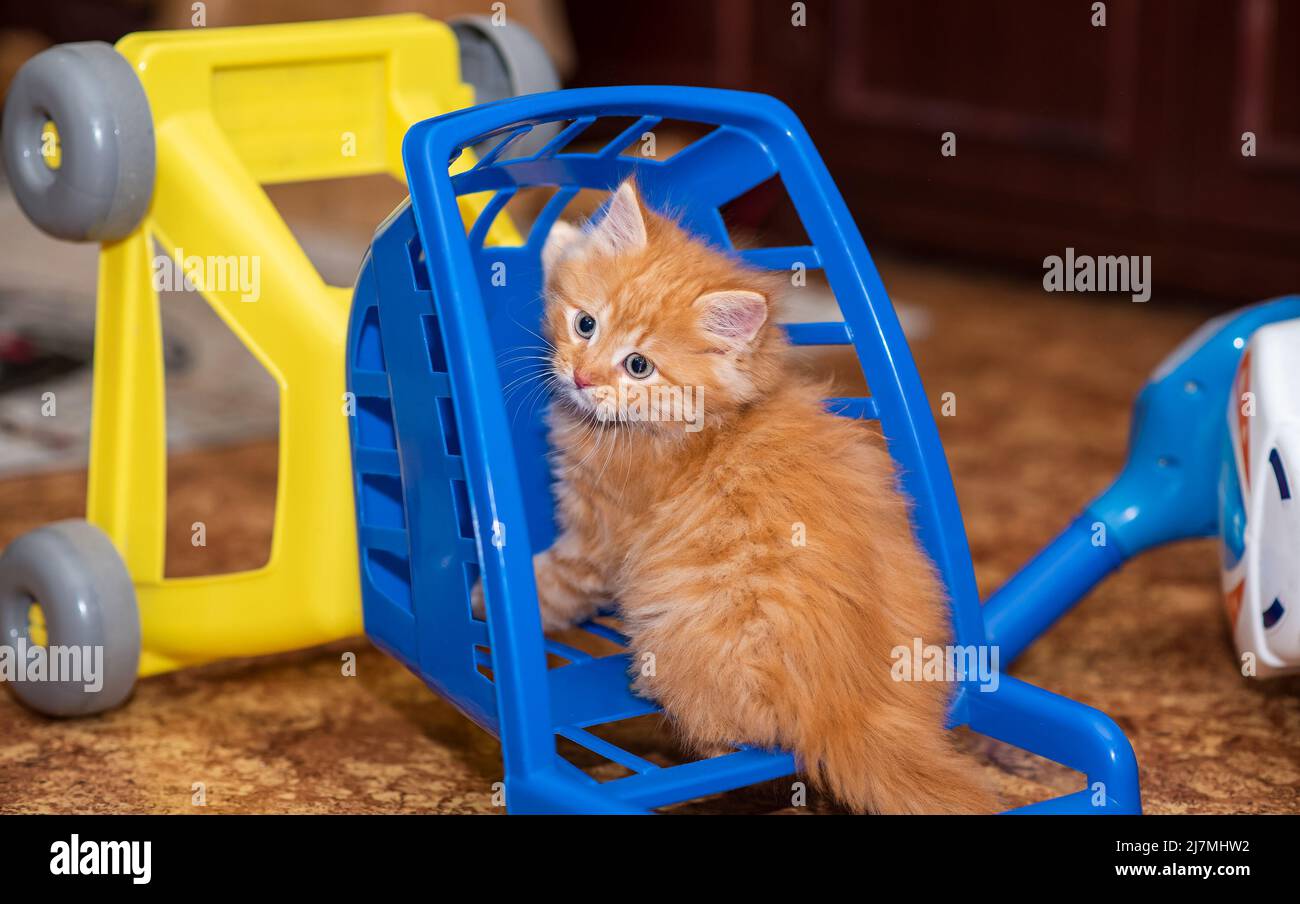 Pretty ginger kitten sitting inside miniature shopping cart. Kitten ...