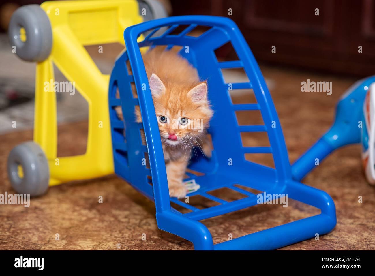 Pretty ginger kitten sitting inside miniature shopping cart. Kitten ...