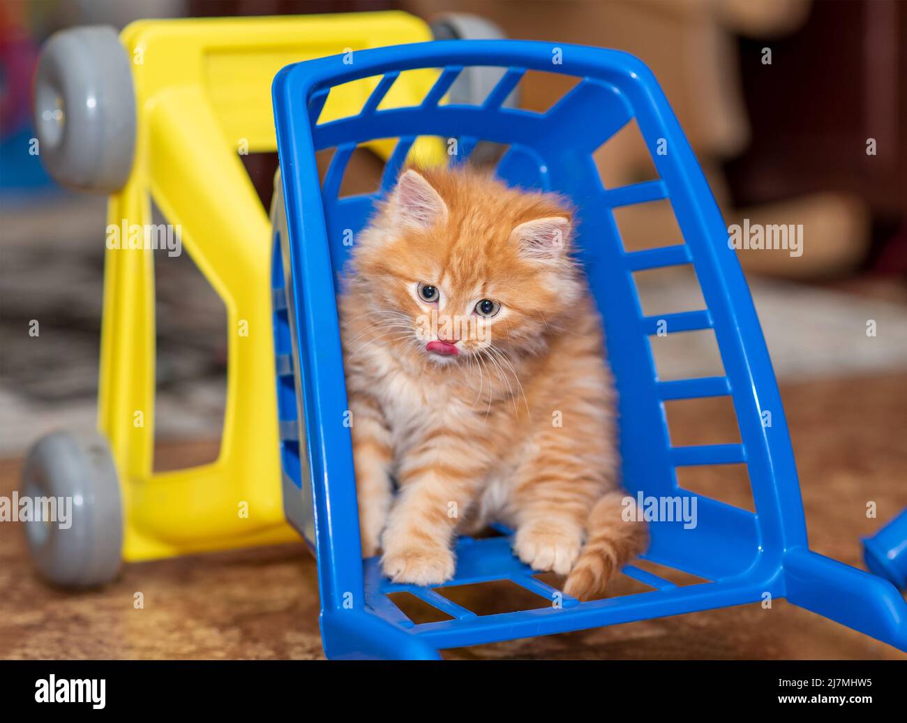 Pretty ginger kitten sitting inside miniature shopping cart. Kitten ...