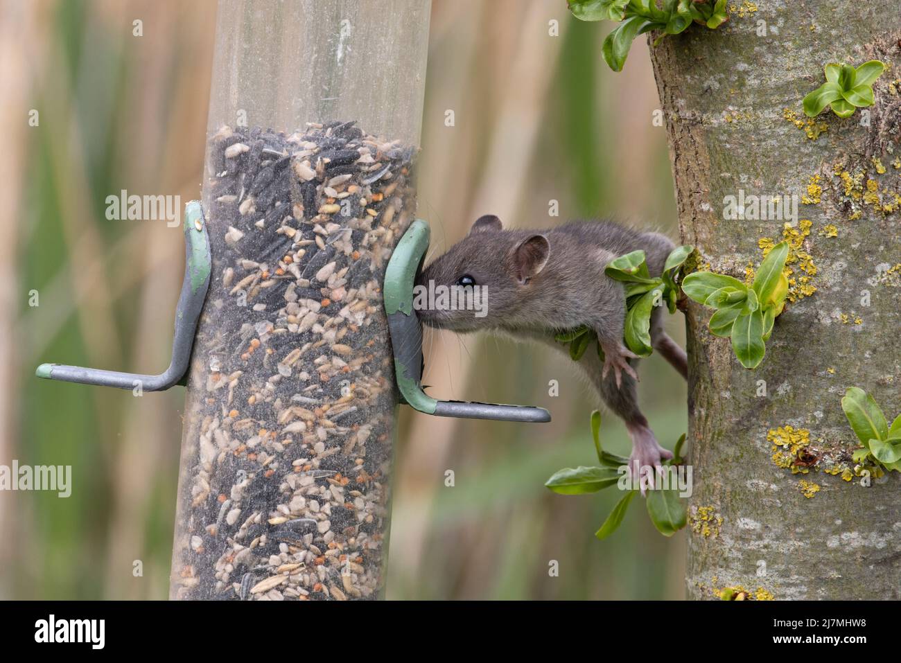 Brown Common Sewer Hanover Norway Norwegian Wharf Rat (Rattus ...