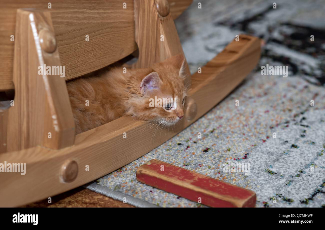Domestic animal. Home pet. Young kitten Stock Photo - Alamy