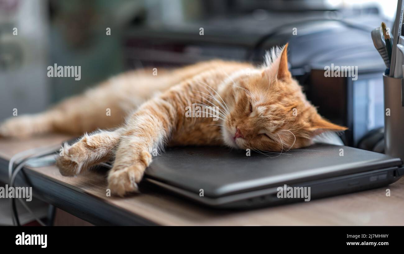 Red cat is napping on a laptop. Sleeping red cat lies on the table ...
