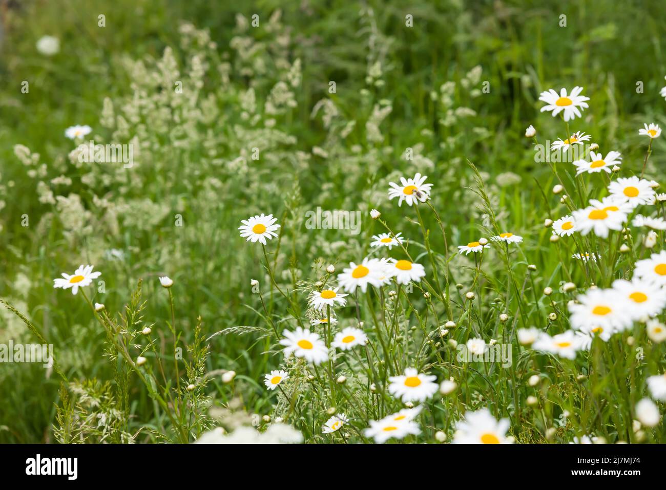 Wild flower meadow. Chamomile plant growing in a field in UK ...