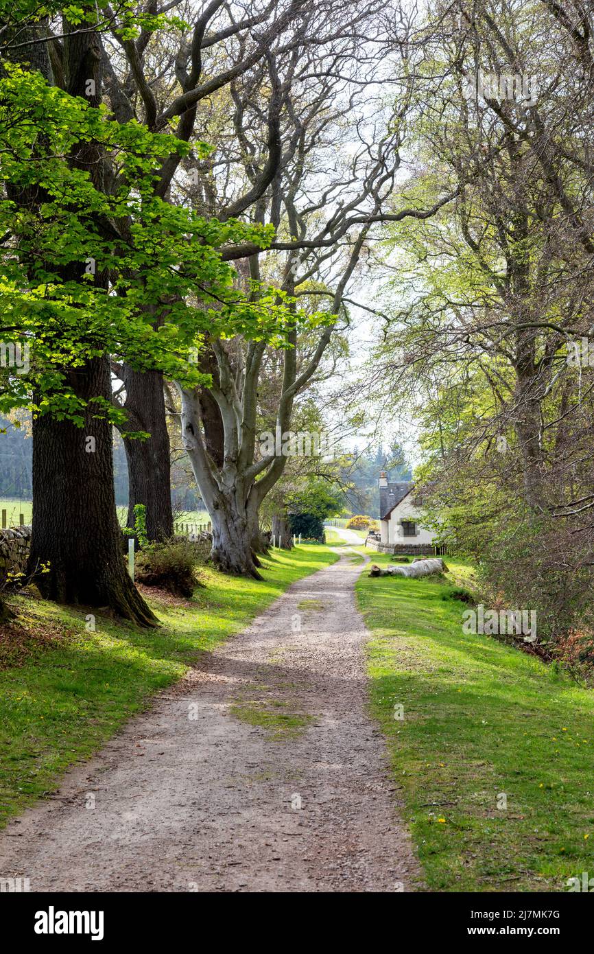 Country tree lined drive driveway hi-res stock photography and images ...