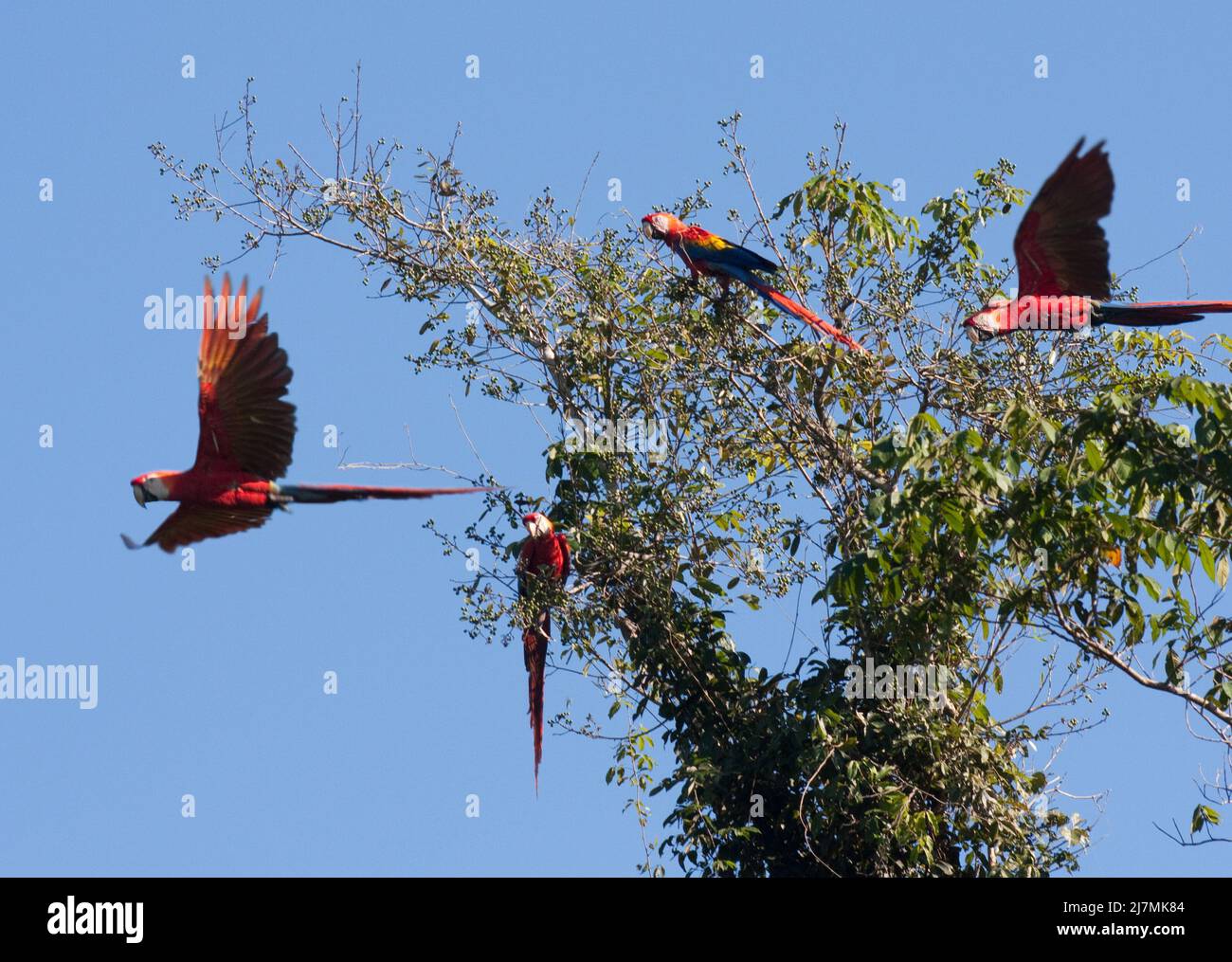 Ricardo franco national park hi-res stock photography and images - Alamy