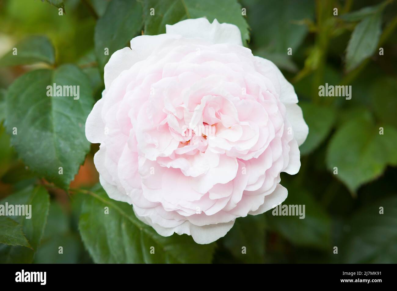 Close-up of a single pink rose flower growing on a rose bush plant in a ...
