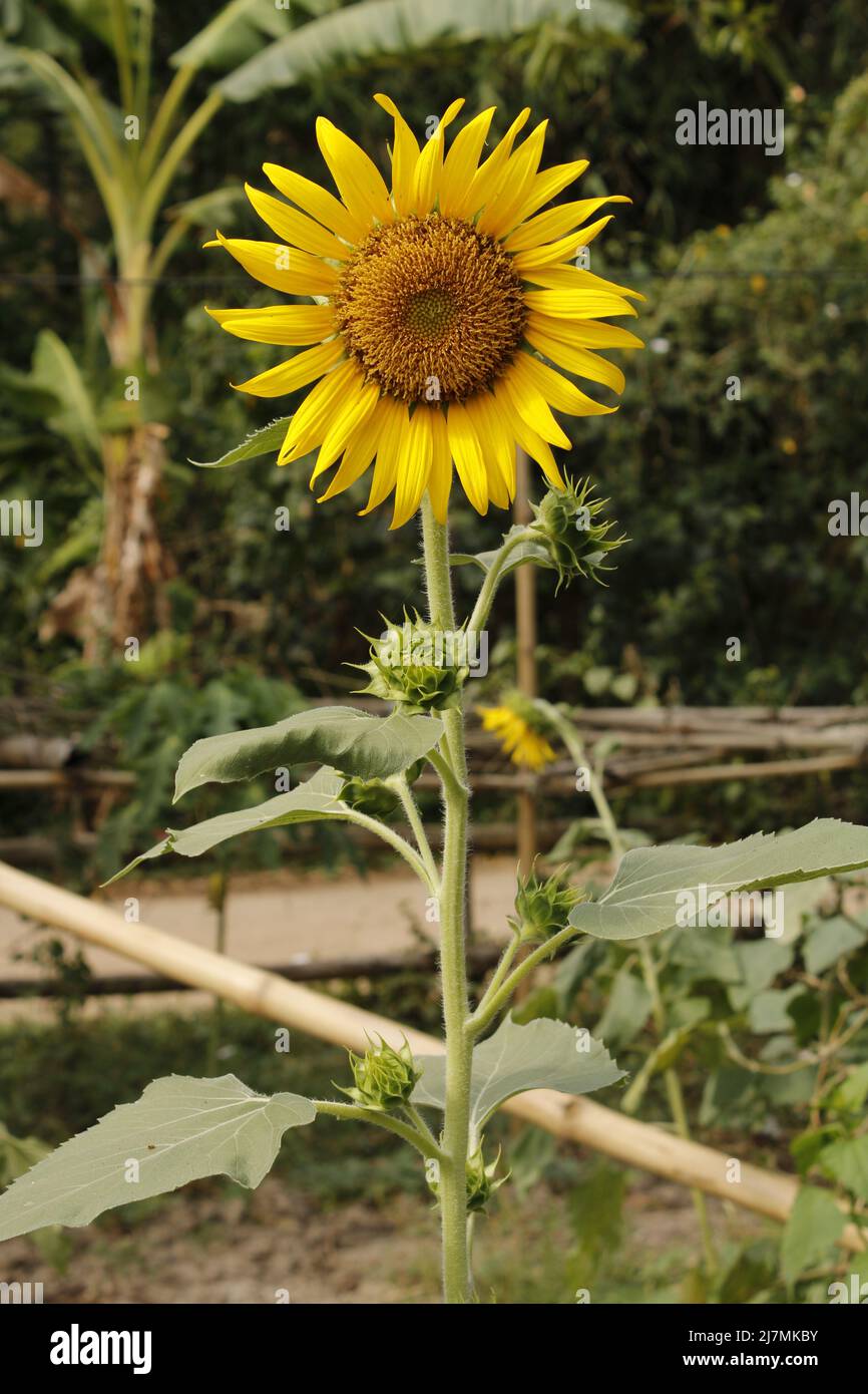 Sunflower in india Stock Photo - Alamy