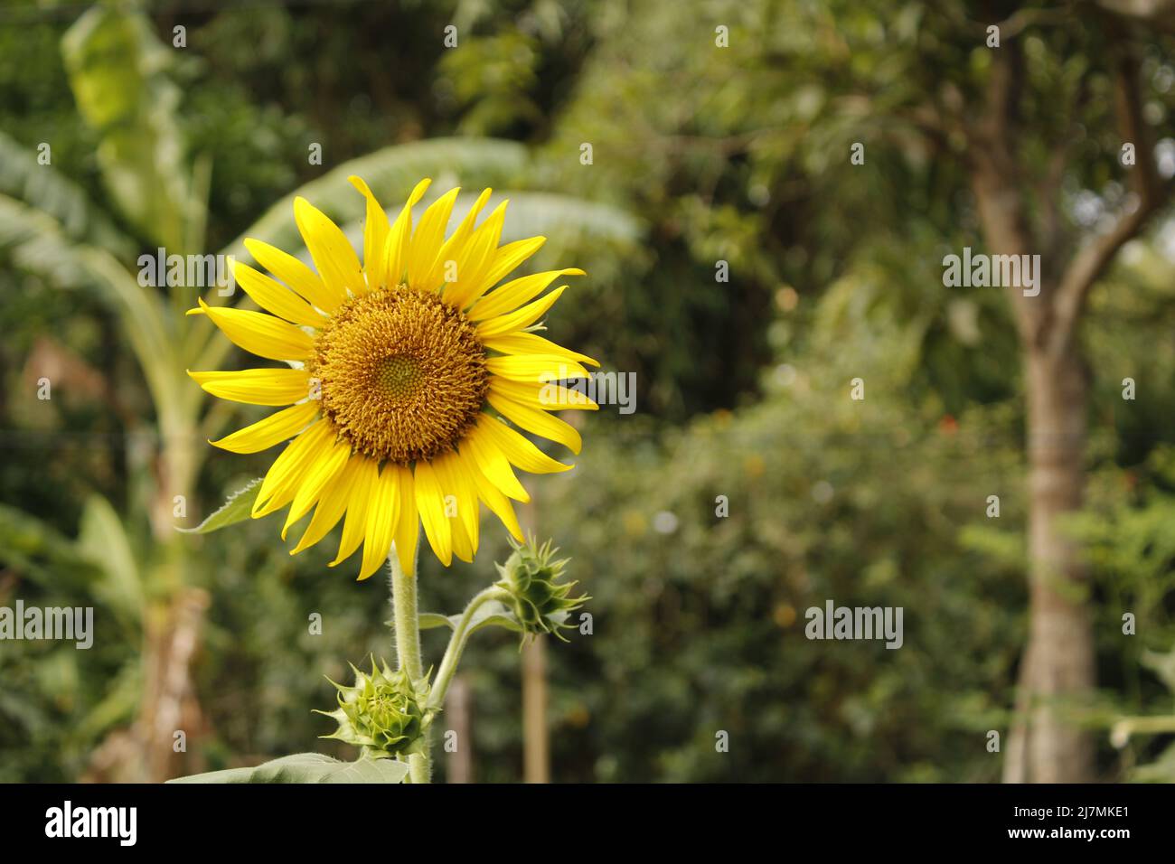 Sunflower in india Stock Photo - Alamy