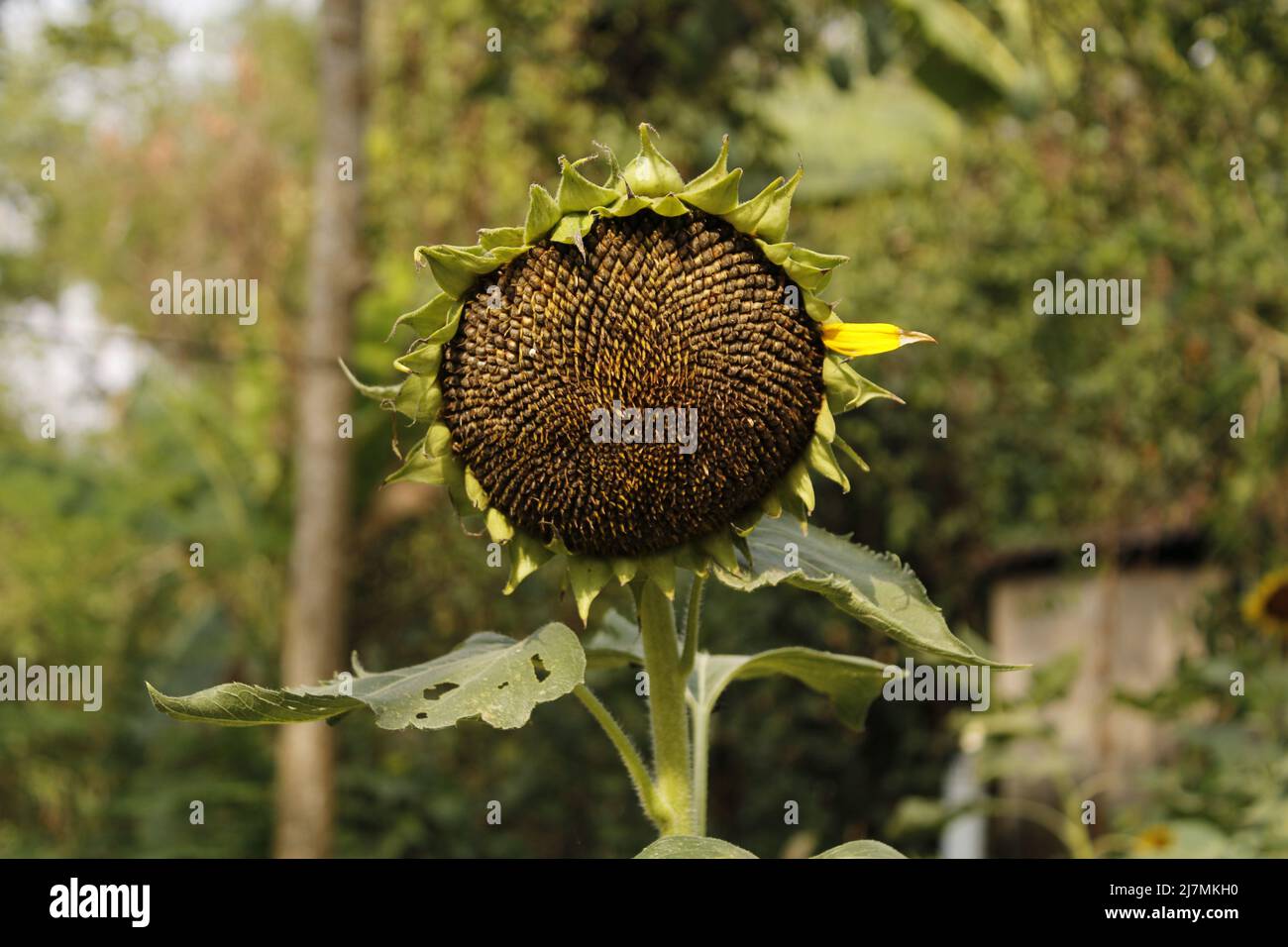 Sunflower in india Stock Photo - Alamy