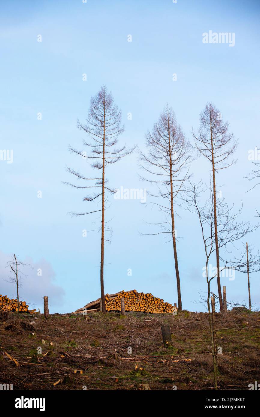 Dead Conifers On An Already Cleared Hillside. Logs On A Pile. Bark ...