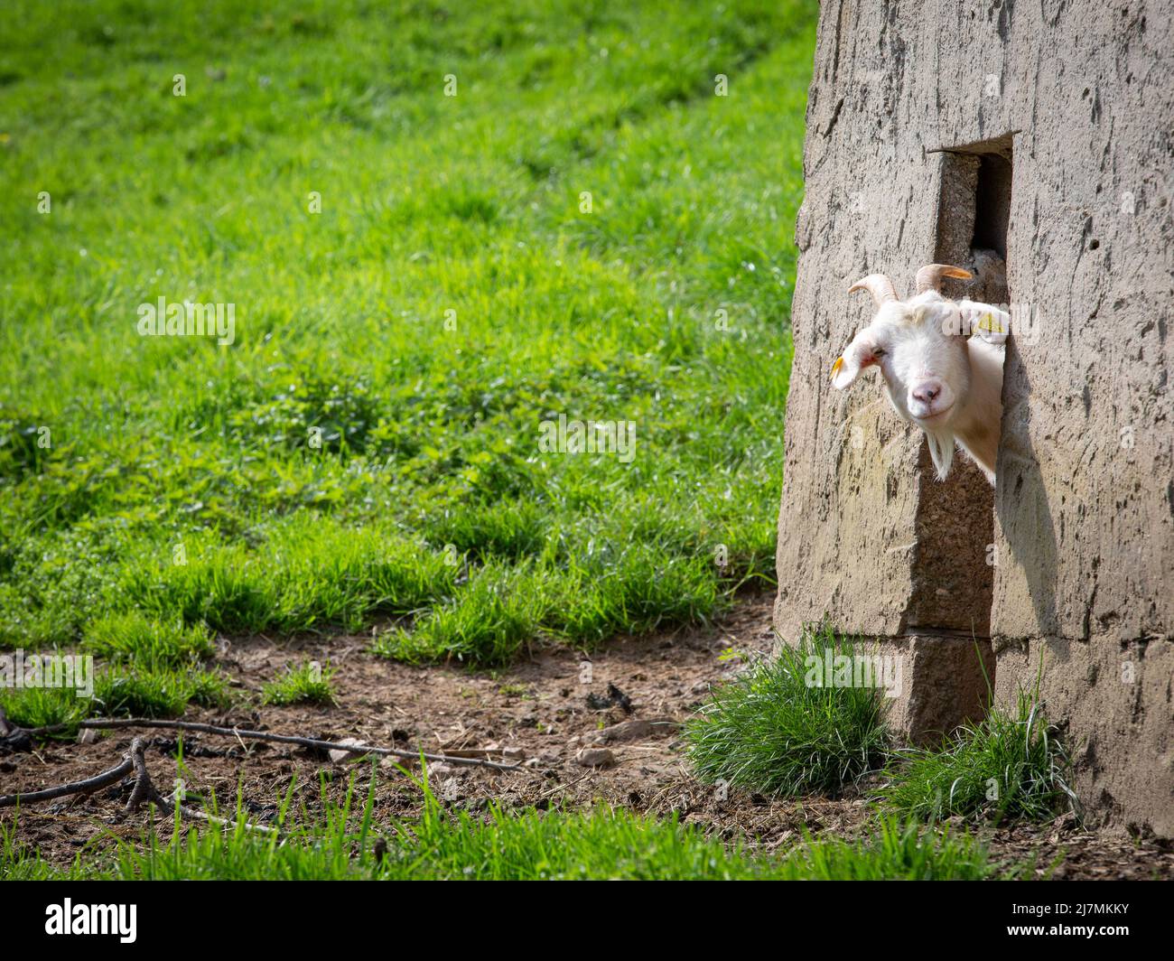 Curious goat in pen hi-res stock photography and images - Alamy