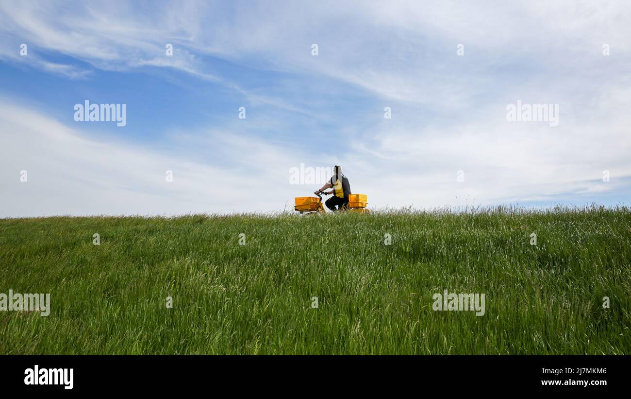 Bicycle Riding Mail Carrier, Letter Carrier On A Dike On The Coast ...