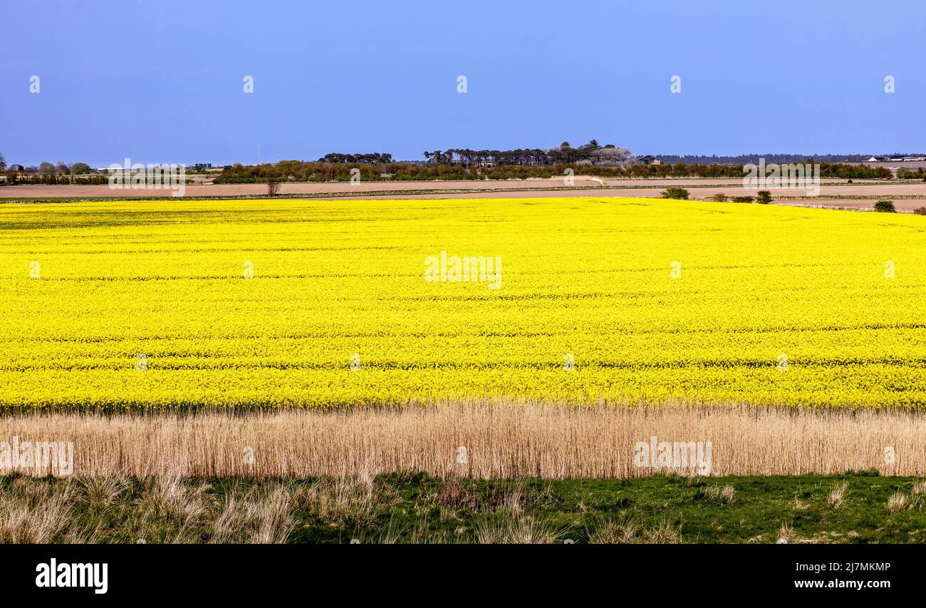 Rape Seed Field in Morayshire Scotland Stock Photo - Alamy