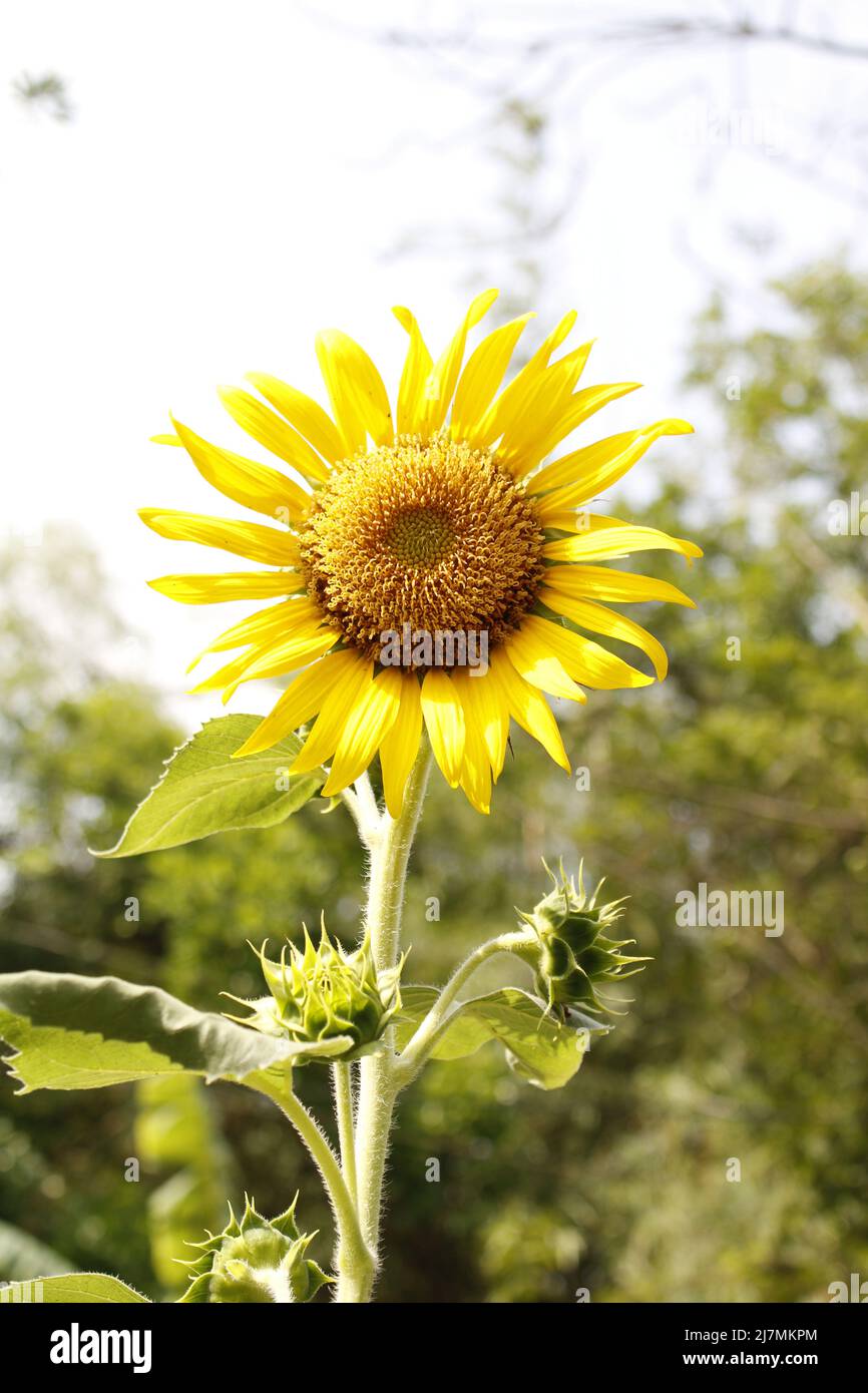 Sunflower in india Stock Photo - Alamy