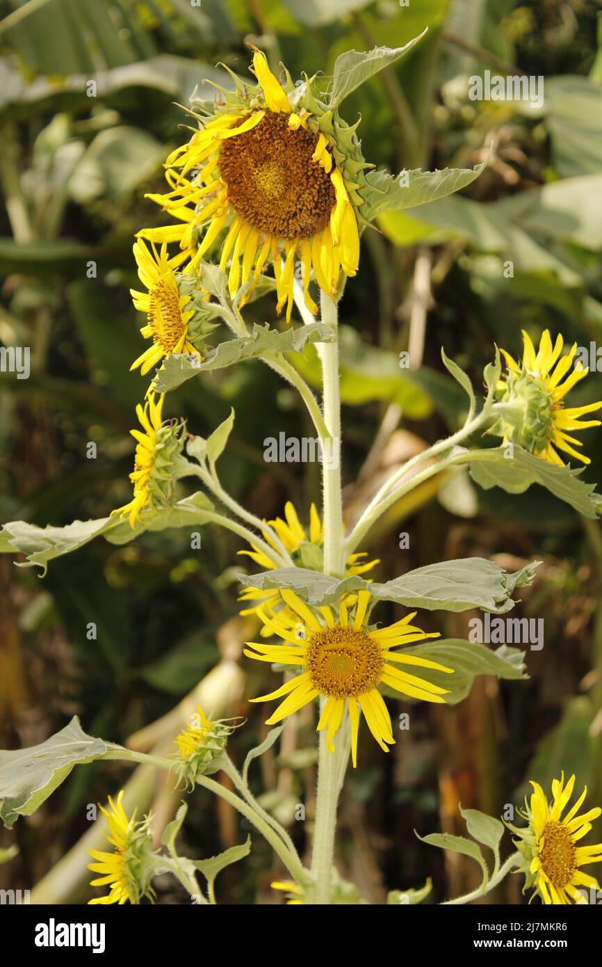 Sunflower in india Stock Photo - Alamy