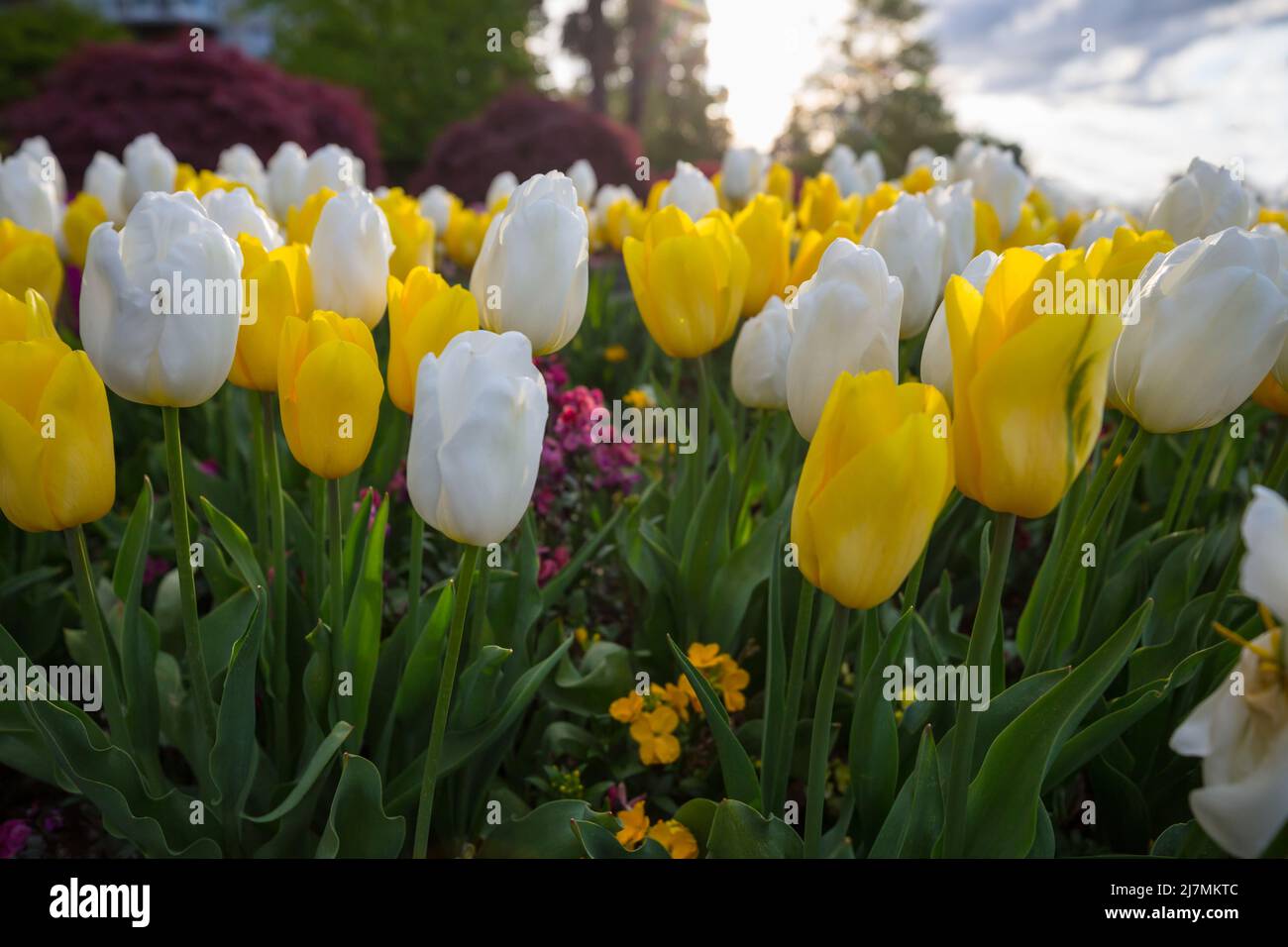 Spring flower field. Beautiful spring background. Tulips in spring ...