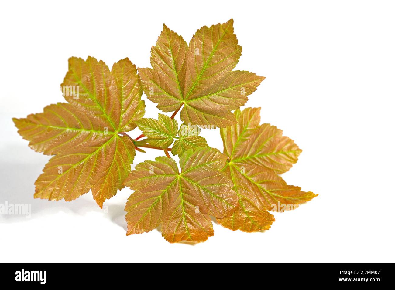 Young maple leaves isolated against white background Stock Photo - Alamy
