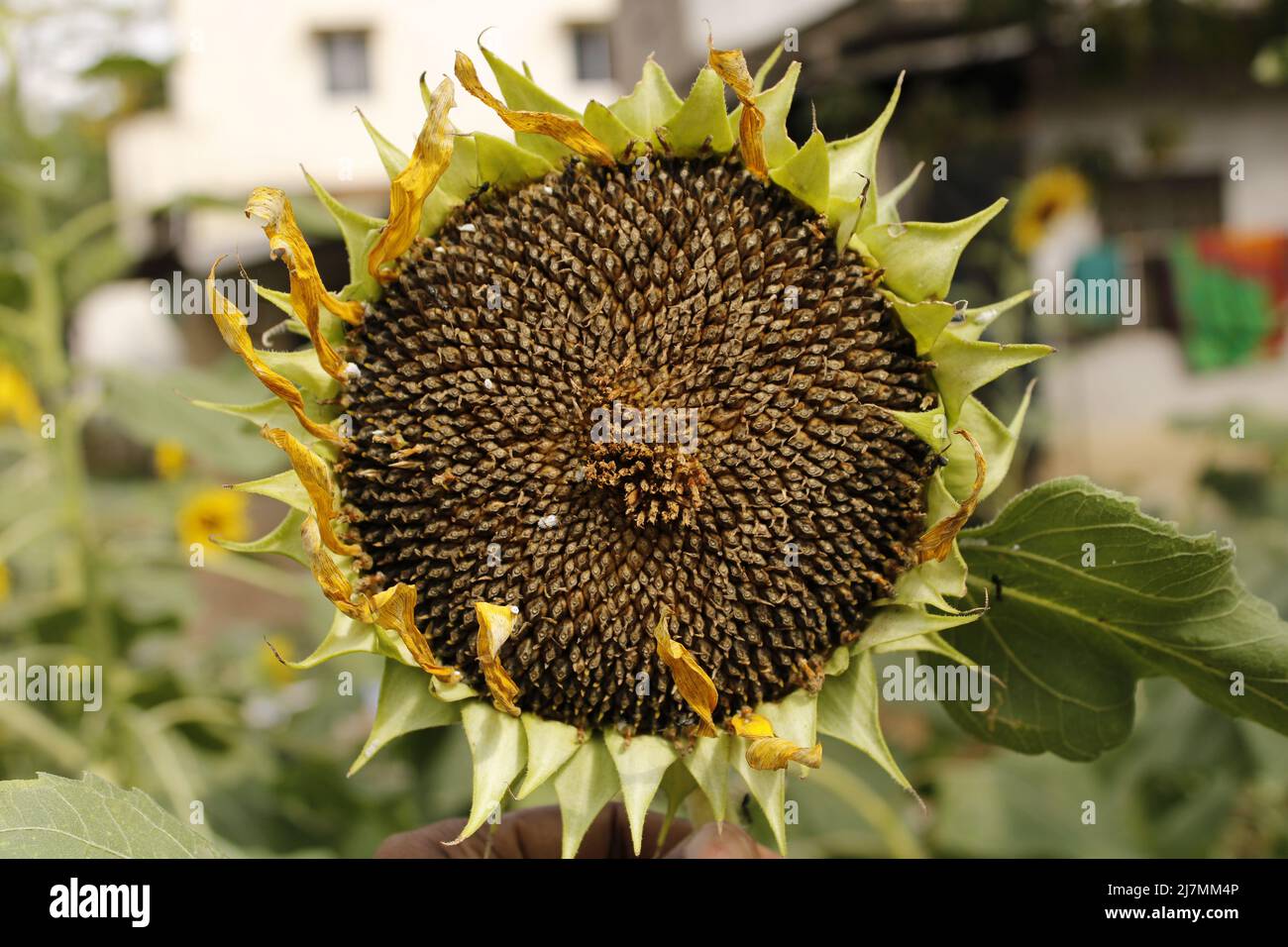 Sunflower in india Stock Photo - Alamy