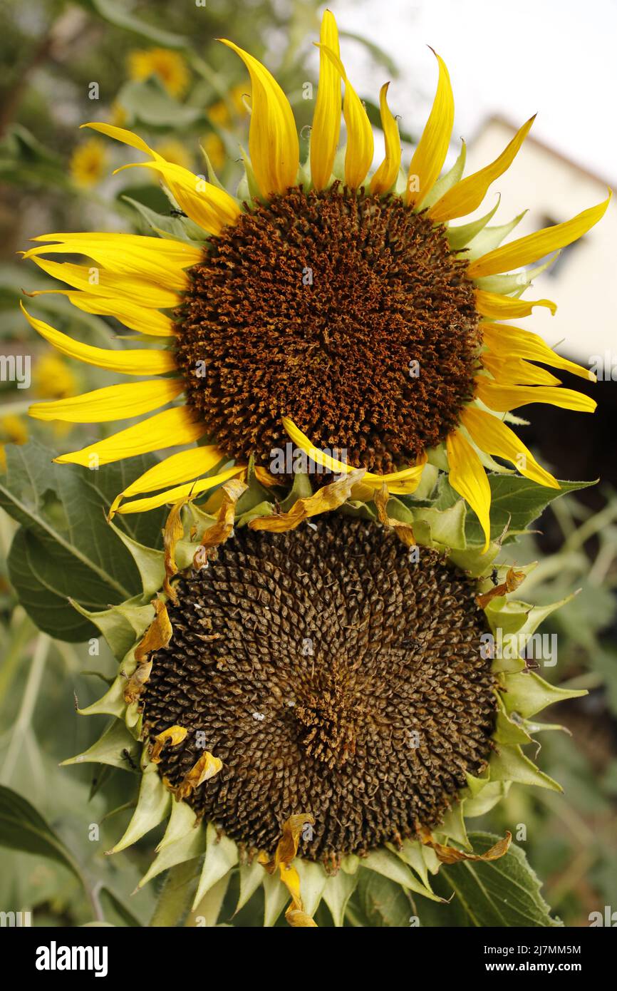 Sunflower in india Stock Photo - Alamy
