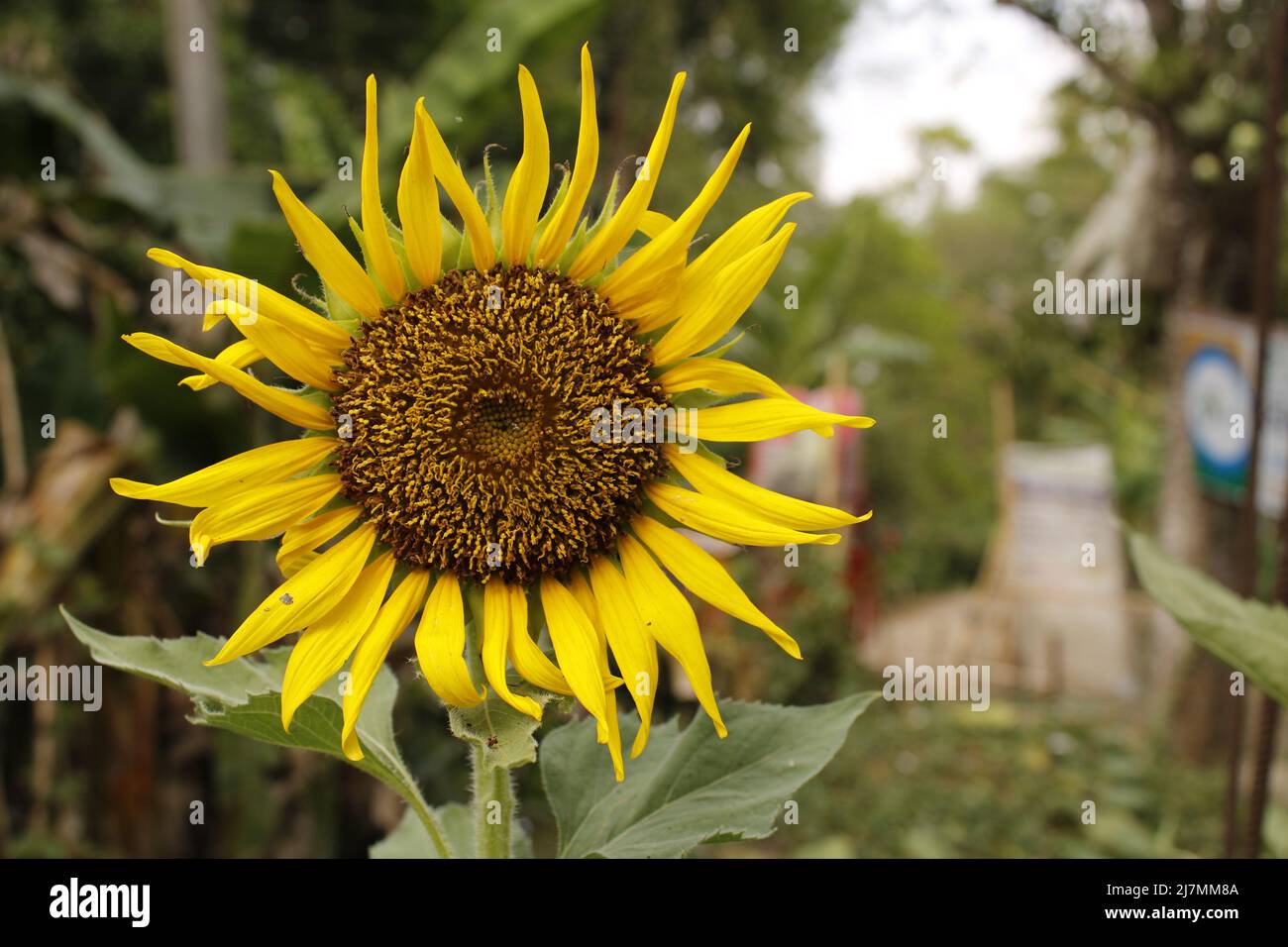 Sunflower in india Stock Photo - Alamy