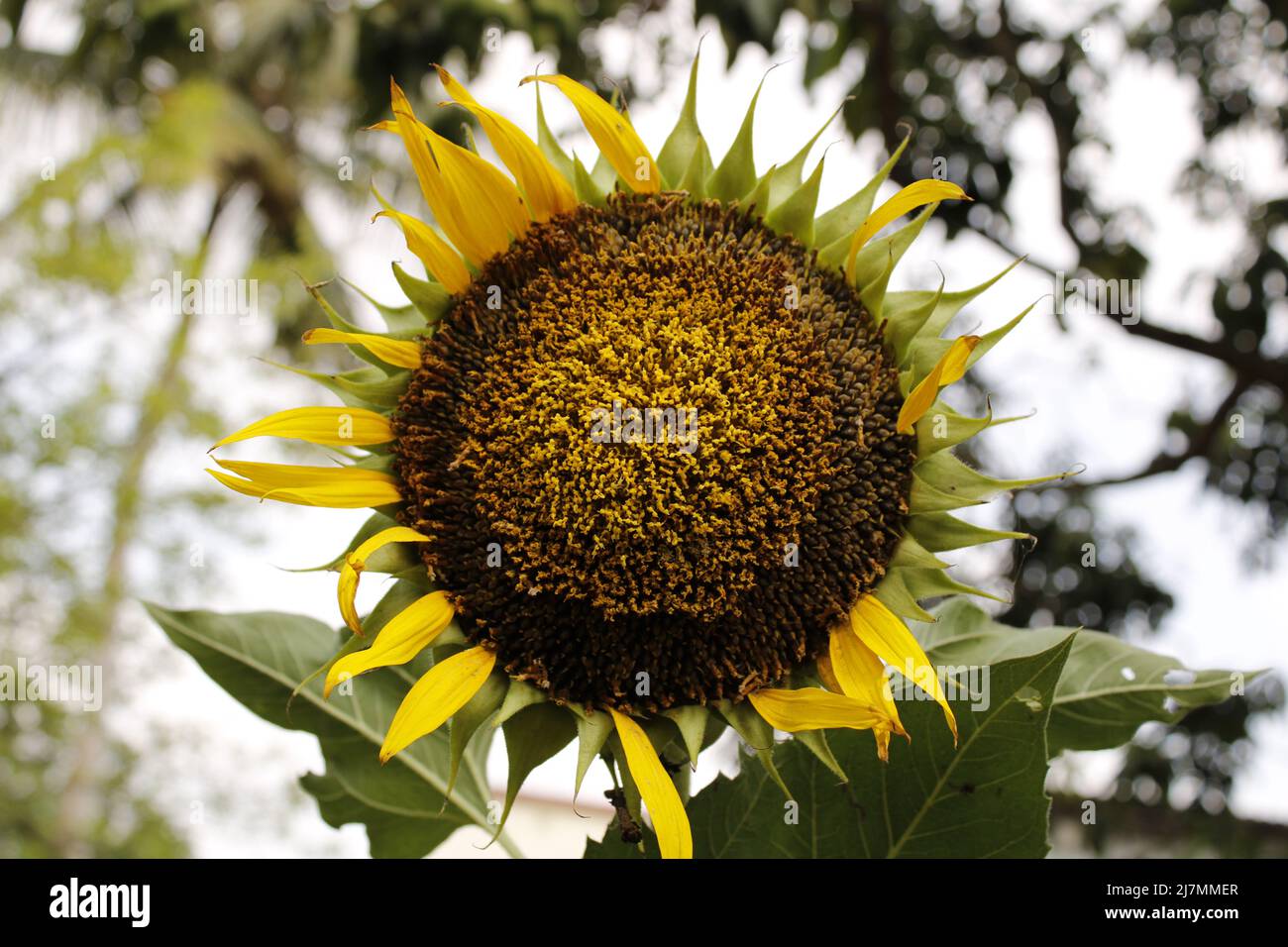 Sunflower in india Stock Photo - Alamy