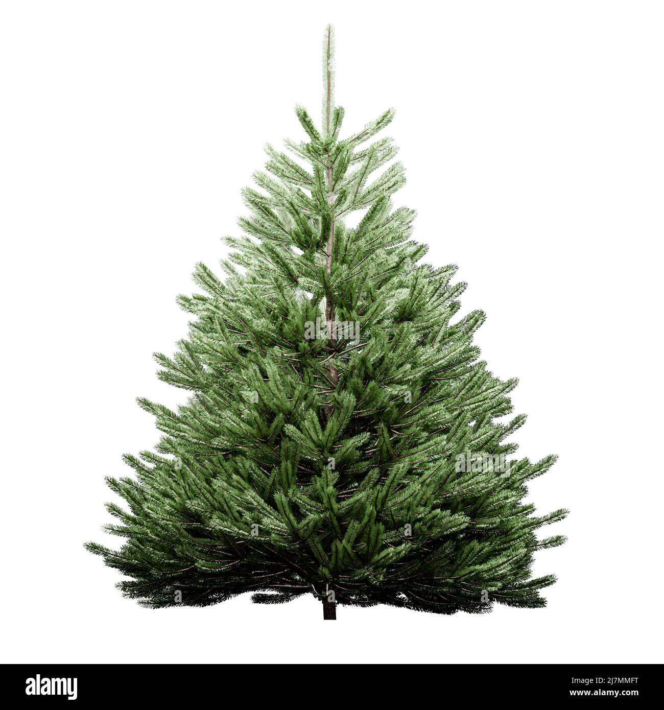 Sitka spruce isolated on white background 3d illustration Stock Photo ...