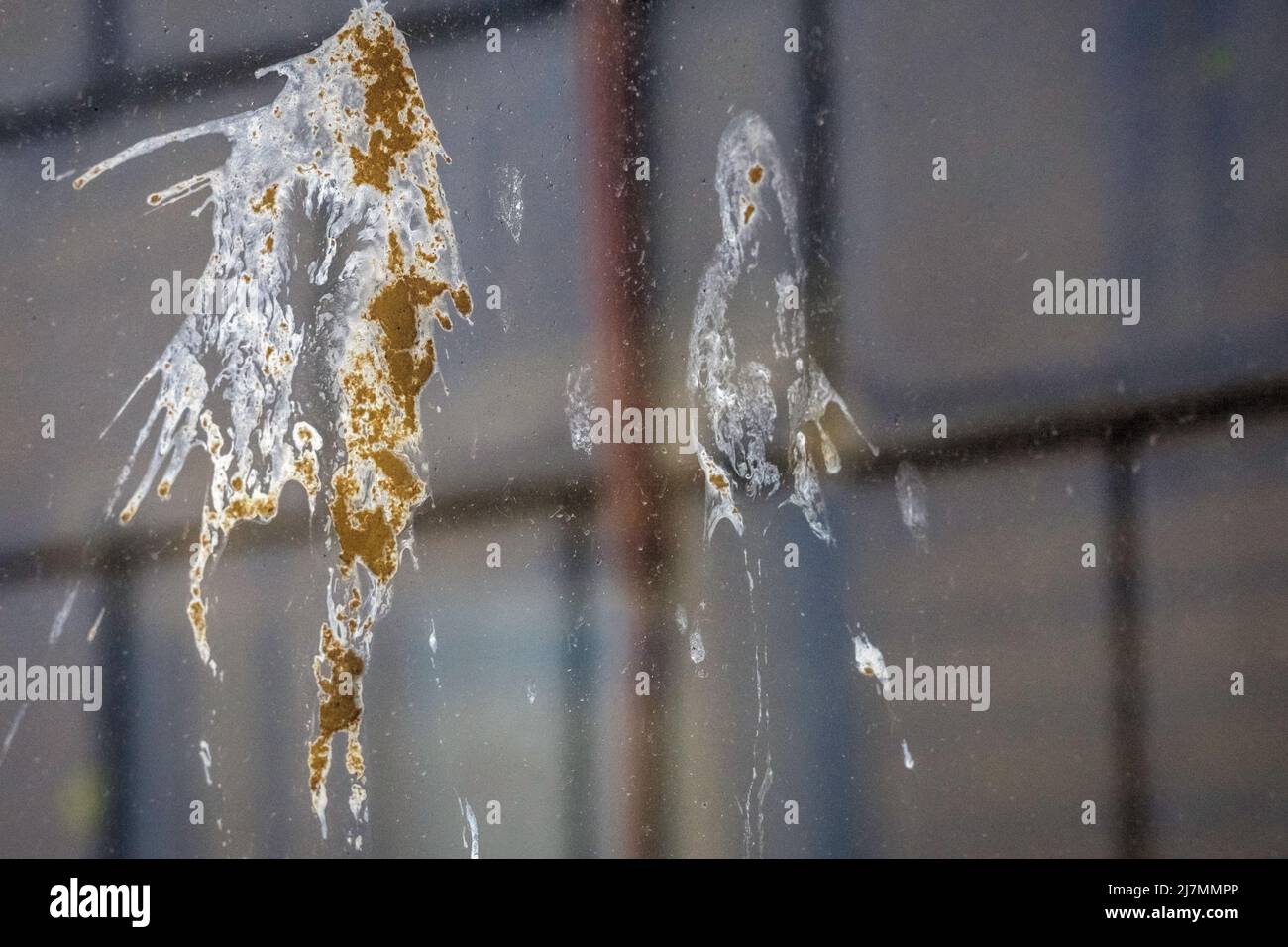 Bird poo on the glass of window Stock Photo - Alamy