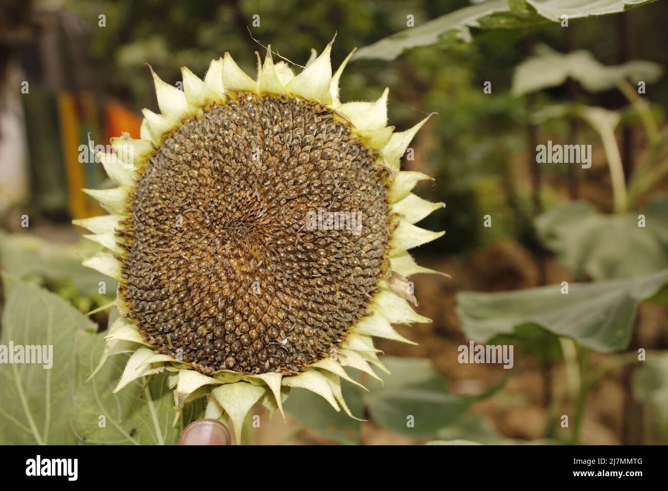 Sunflower in india Stock Photo - Alamy